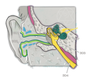 Inner Ear (Hearing) - International Meta Consciousness Academy