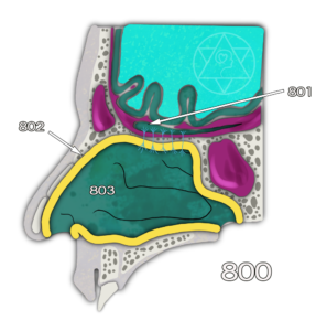 Nasal - Parasinus Mucosa - International Meta Consciousness Academy